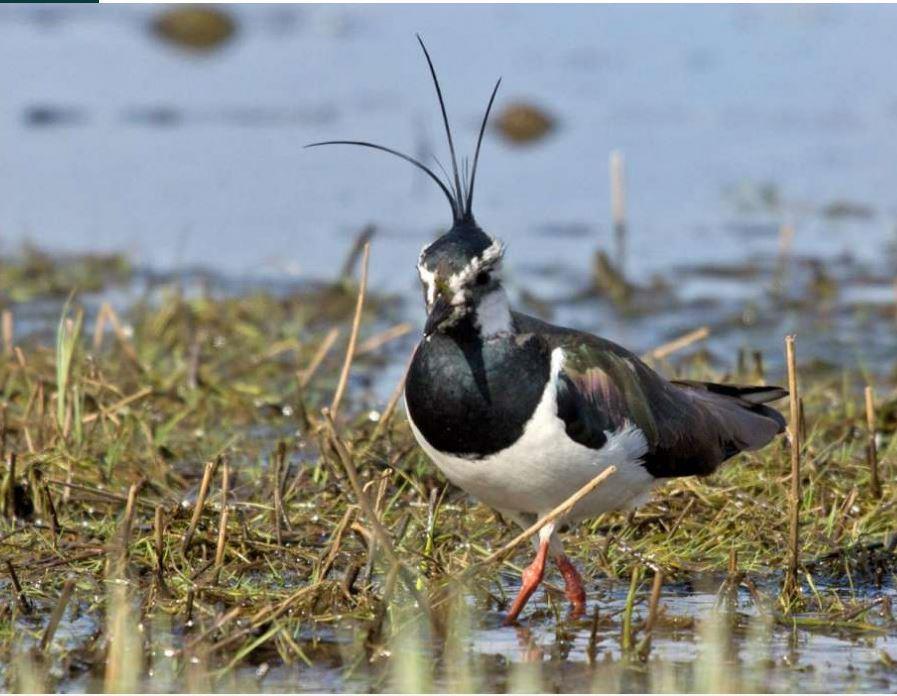 Feltarbeid og fuglekartlegging i Fjaler - Fjaler kommune